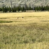 The Thorofare and South Boundary Trail, Montana - 45 Reviews, Map ...