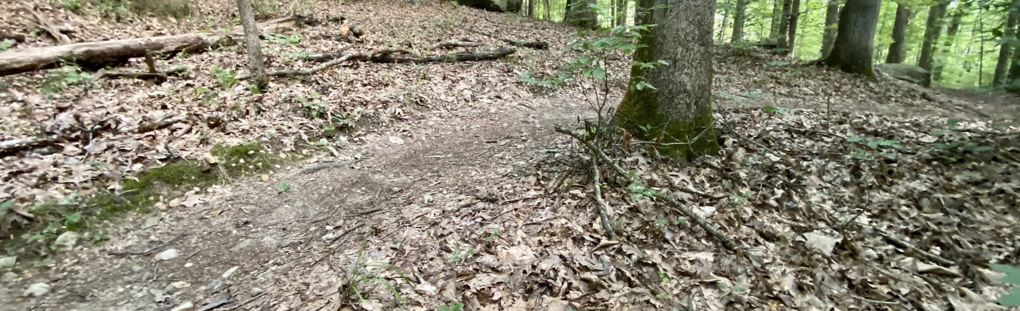 Box Turtle Trail MTB, Virginia - 185 Reviews, Map | AllTrails
