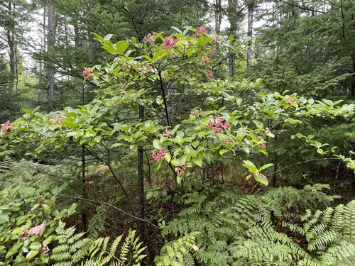 Best Hikes and Trails in Machias | AllTrails