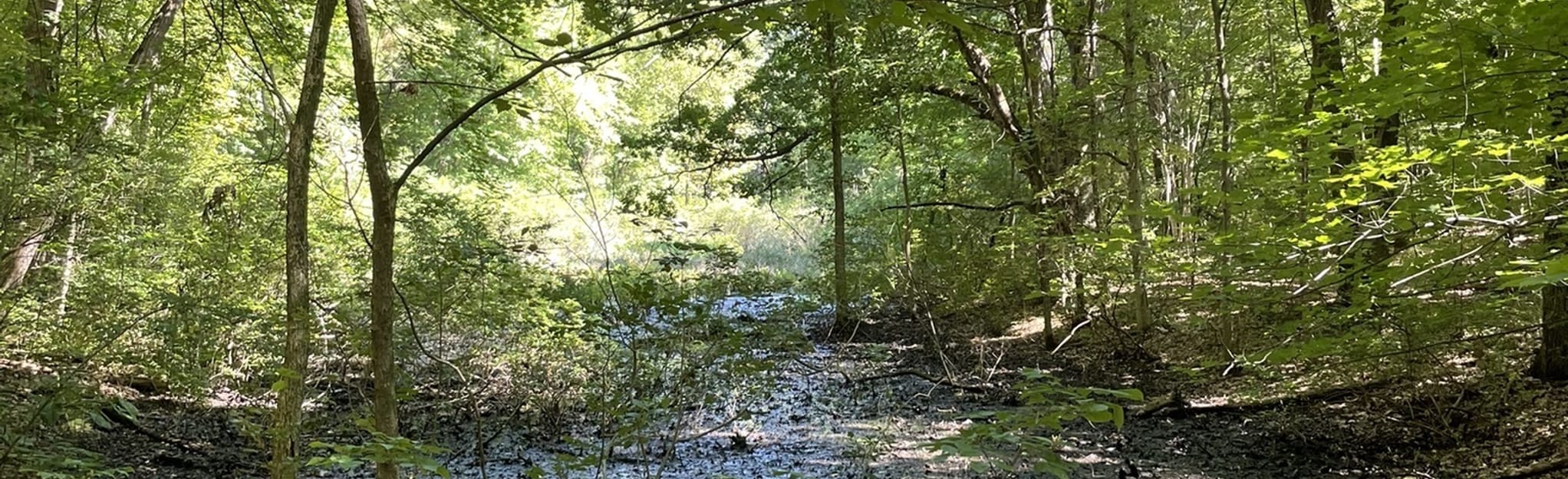 Spring Pond Trail, Michigan - 41 Reviews, Map | AllTrails