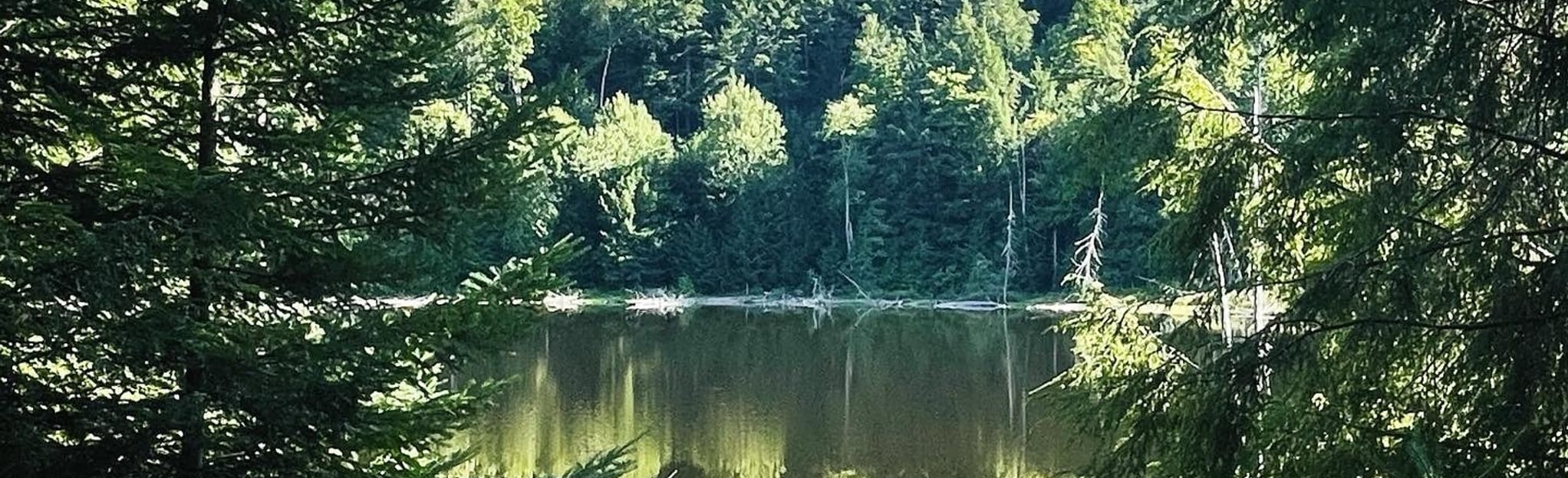 Bowman Forest Trail, Quebec, Canada - 119 Reviews, Map | AllTrails