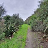 Onepoto Domain Loop, Auckland, New Zealand - 42 Reviews, Map | AllTrails