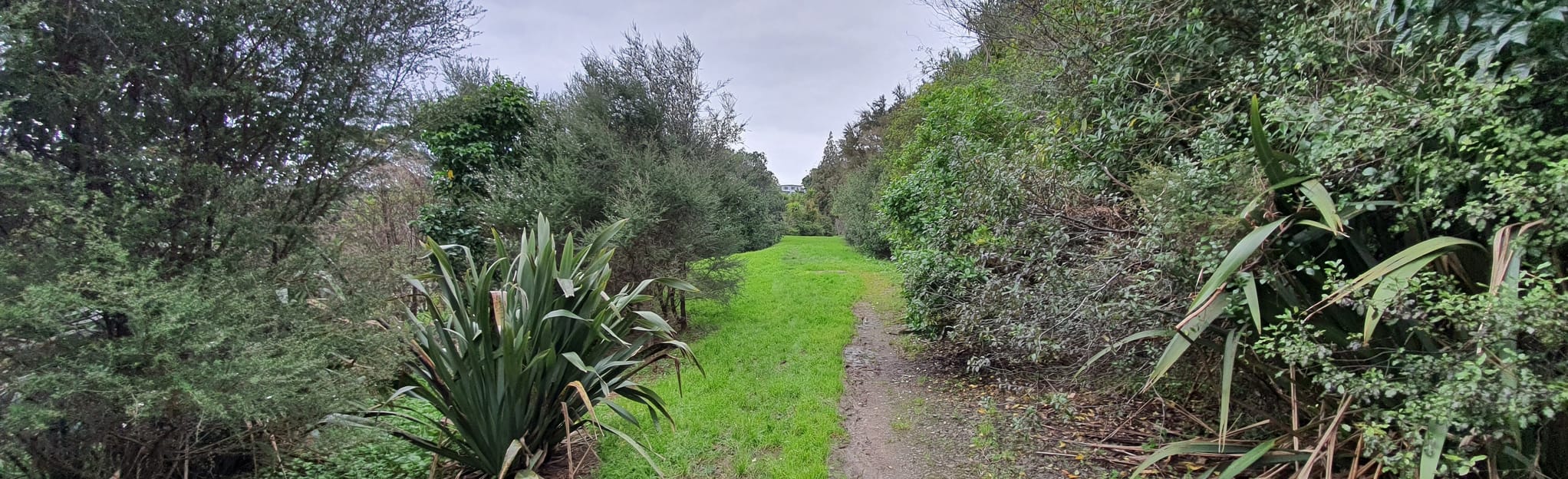 Onepoto Domain Track: 28 Reviews, Map - Auckland, New Zealand | AllTrails