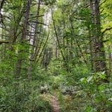 Amanda's Trail, Oregon - 156 Reviews, Map | AllTrails