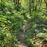 Amanda's Trail, Oregon - 156 Reviews, Map | AllTrails