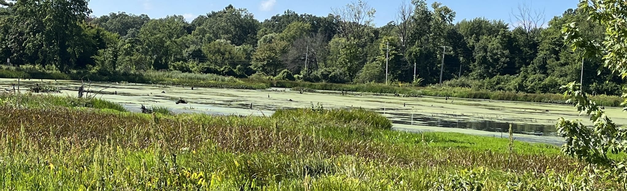 Great Marsh Trail, Indiana - 295 Reviews, Map | AllTrails