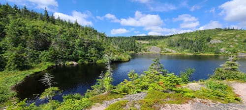 2023 Best 10 Forest Trails in St. John's | AllTrails