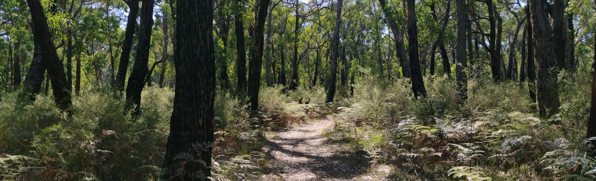 Whalers Lookout from Sawpit Campground: 18 Reviews, Map - Victoria ...