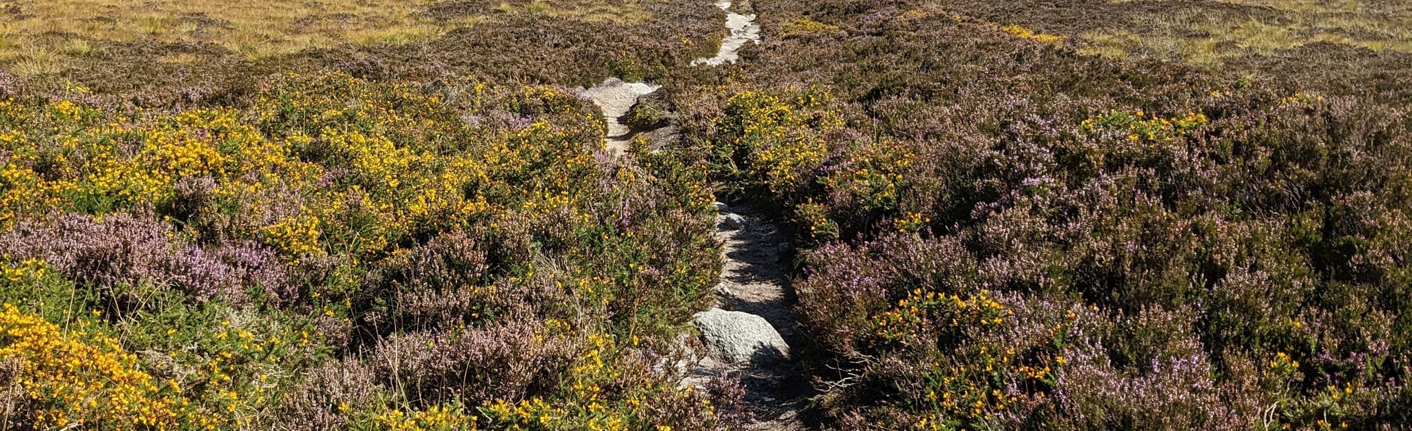 Cruagh Wood, 298 Fotos - County Dublin, Irland | AllTrails