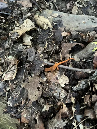 Best Hikes and Trails in Boston Forest County Park | AllTrails