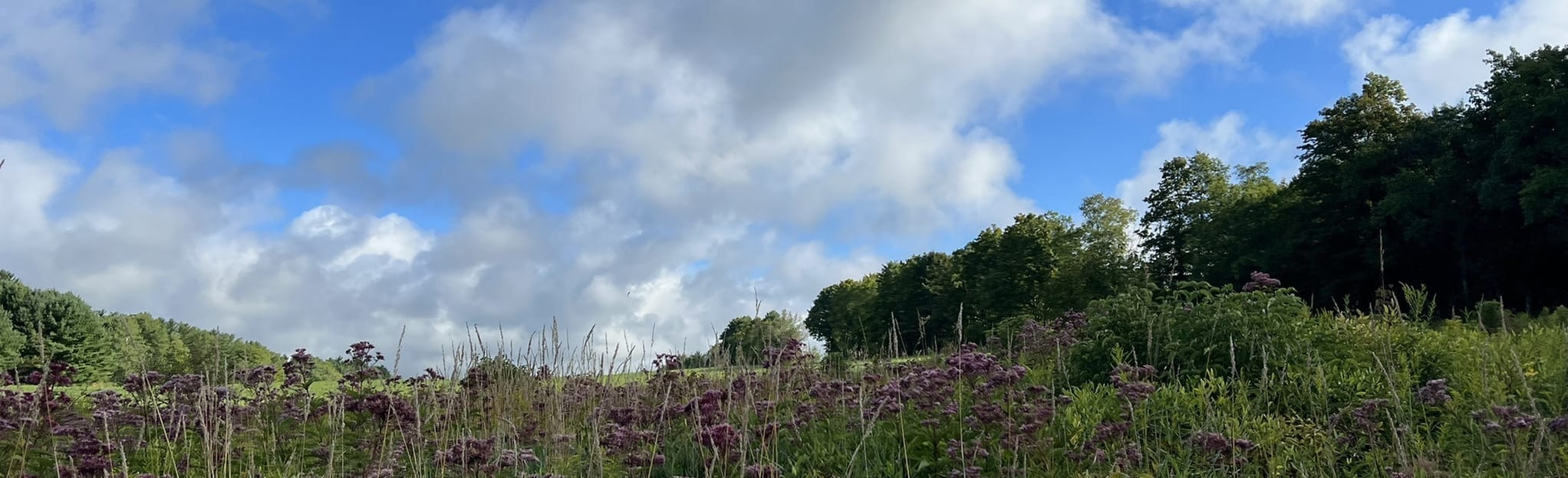 Boston Forest Trail, New York - 107 Reviews, Map | AllTrails