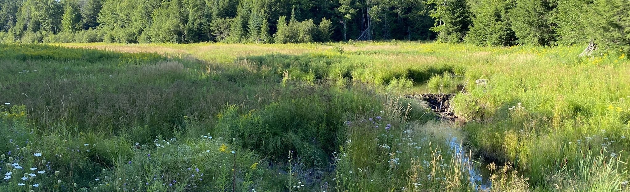 Government Peak Trail to Union Spring, Michigan - 16 Reviews, Map ...