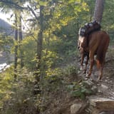 Viles Branch Equestrian Trail, Arkansas - 48 Reviews, Map | AllTrails