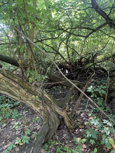 Best Hikes and Trails in Bur Oak Woods Nature Preserve | AllTrails