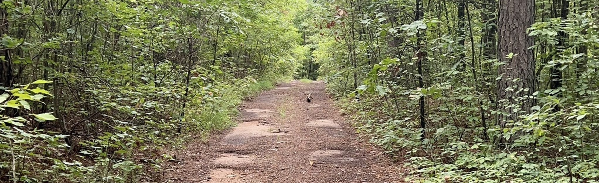 White Oak Creek and Falls: 98 Reviews, Map - Arkansas | AllTrails