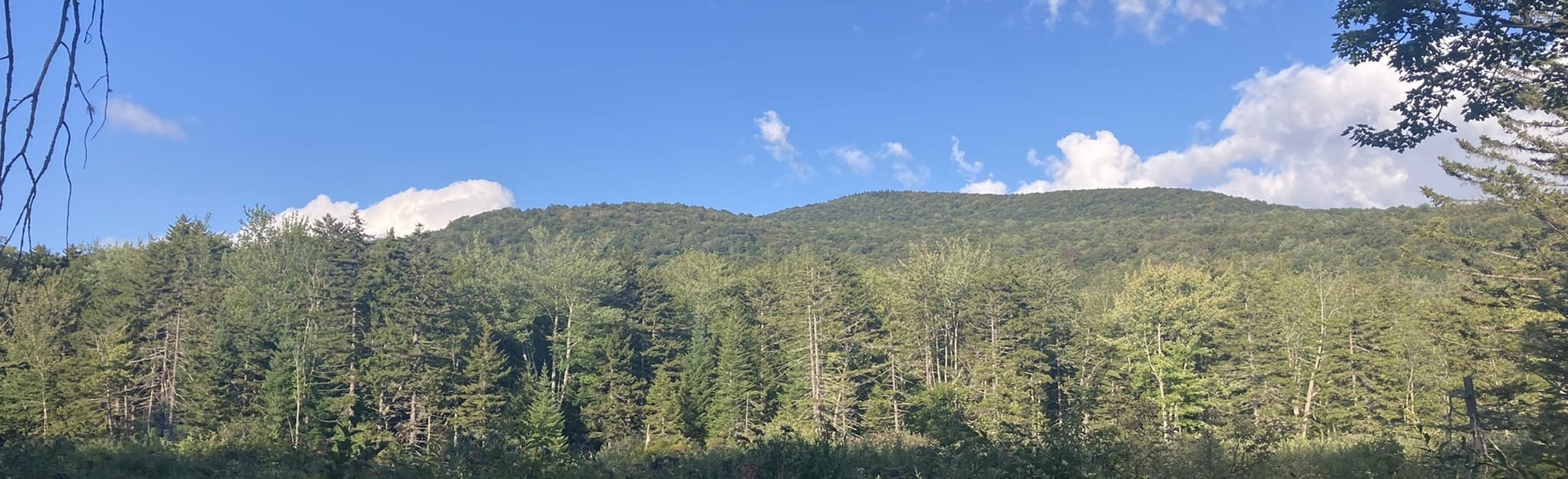 Butternut Mountain via Davidson Trail: 29 Reviews, Map - Vermont ...