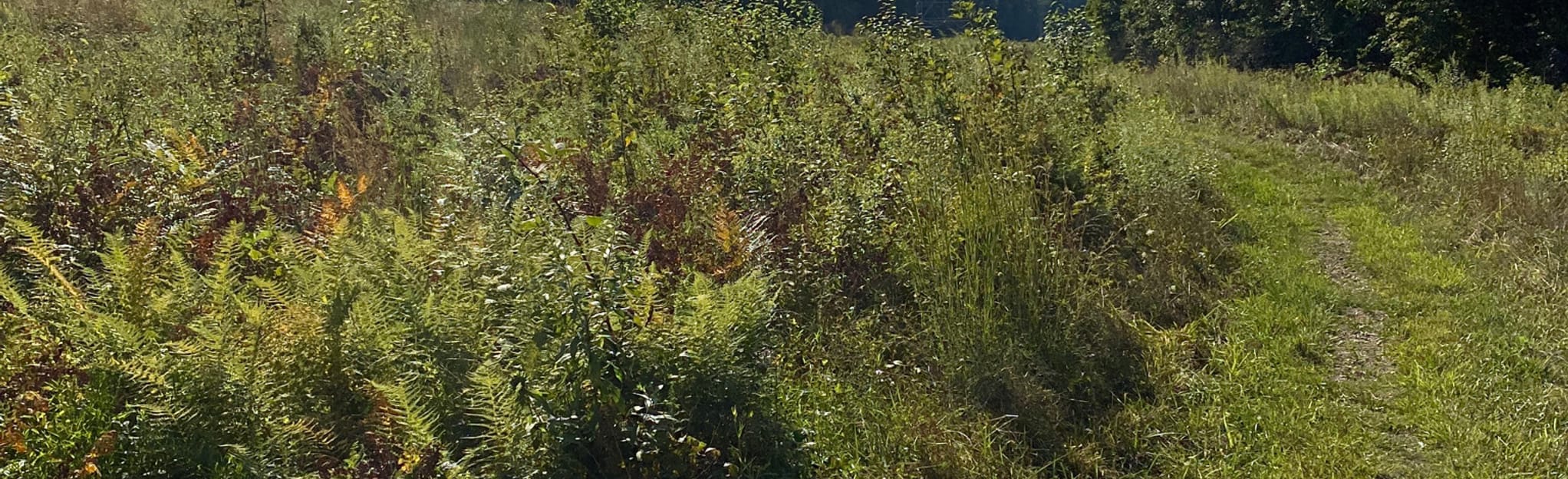 Boyd Big Tree Preserve Loop via Darlington Trail: 405 Reviews, Map ...