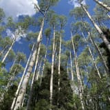 Rio Santa Barbara Middle Fork and West Fork, New Mexico - 226 Reviews ...