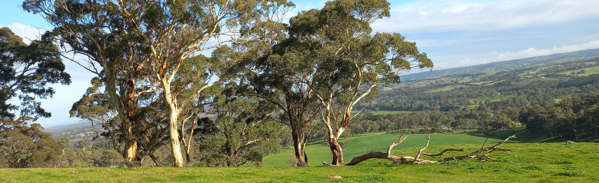 Bone Gully Forest, South Australia, Australia - 10 Reviews, Map | AllTrails