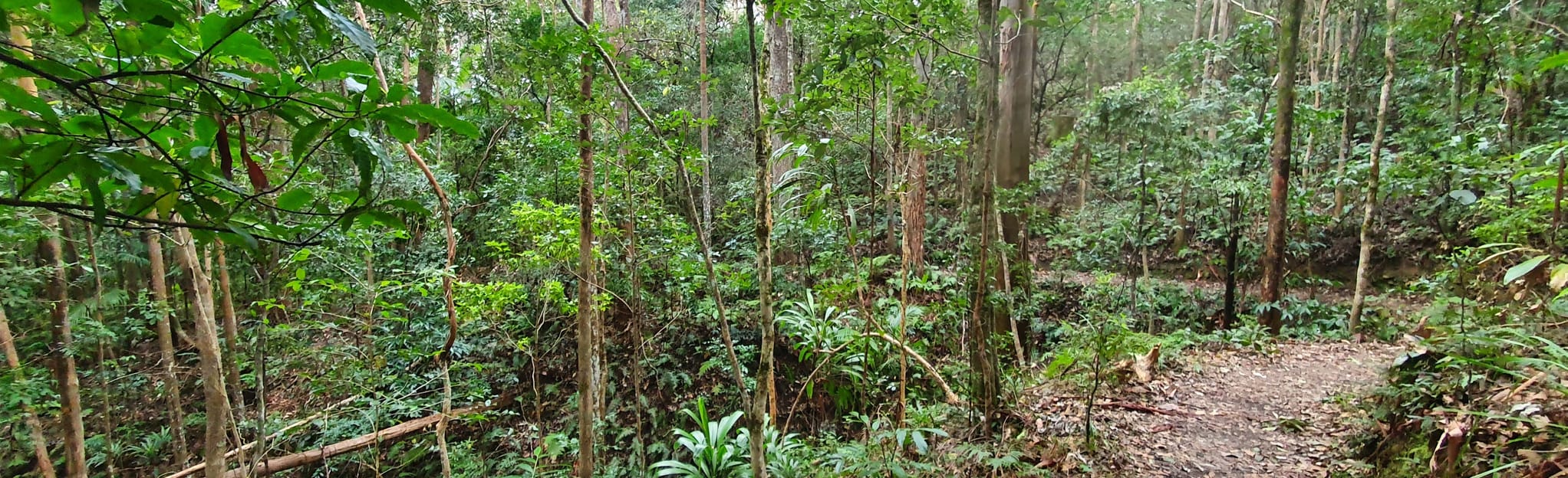 Mount Nebo Loop: 48 Reviews, Map - Queensland, Australia | AllTrails