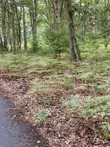 Best Hikes and Trails in Spandauer Forst | AllTrails