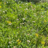 Barrett Spur via Vista Ridge and Wy'east Basin Trail, Oregon - 146 ...