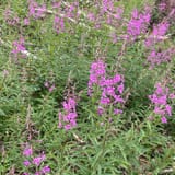 Barrett Spur via Vista Ridge and Wy'east Basin Trail, Oregon - 146 ...
