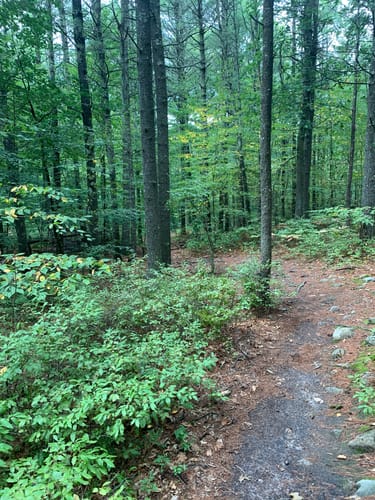 Best 10 Hikes and Trails in F. Gilbert Hills State Forest | AllTrails