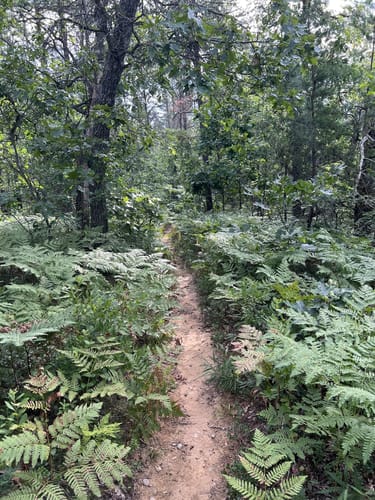 Best Hikes and Trails in Atlanta State Forest Area | AllTrails
