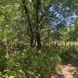Rowlett Creek DORBA Full Trail, Texas - 463 Reviews, Map | AllTrails