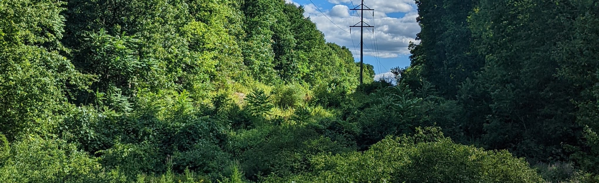 Top Cottage Trail and Red Loop: 151 Reviews, Map - New York | AllTrails