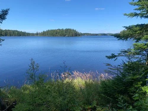 Best Forest Trails in Musquash | AllTrails