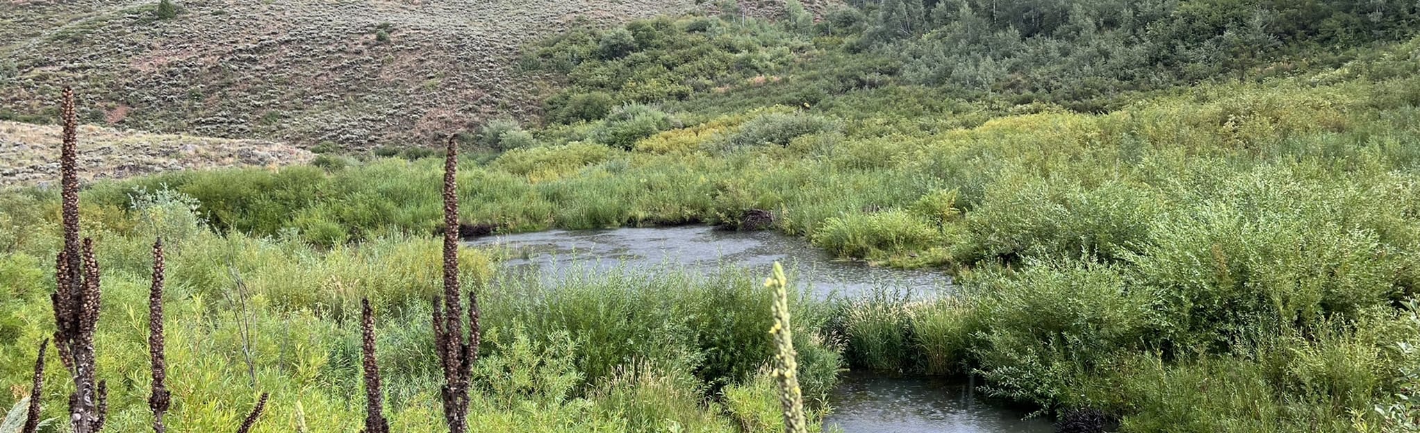 Blacksmith Canyon Left Hand Fork Trail, Utah - 39 Reviews, Map | AllTrails
