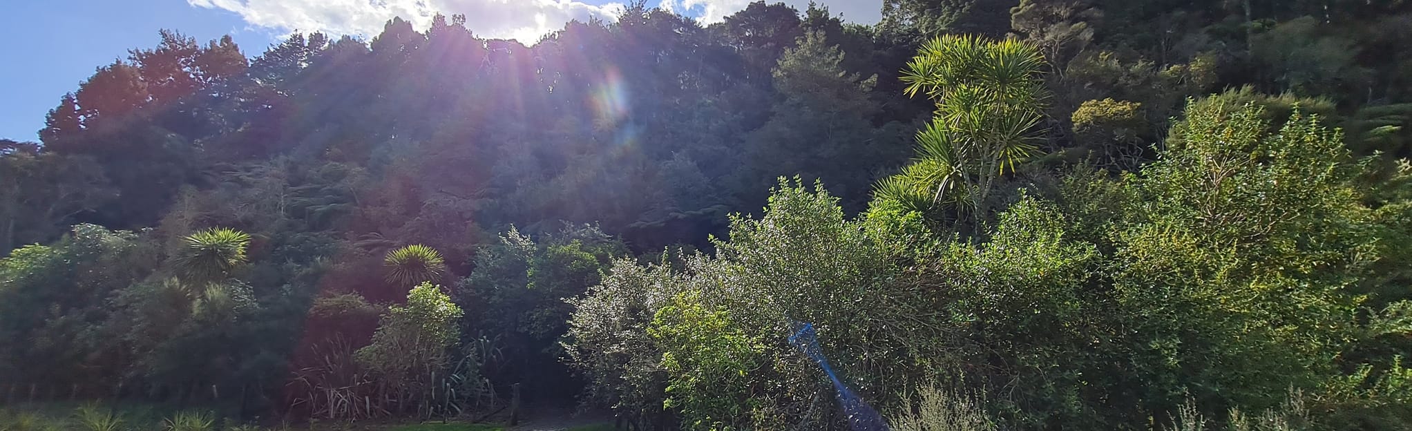 Puhinui Stream Forest Trail - Auckland, New Zealand | AllTrails