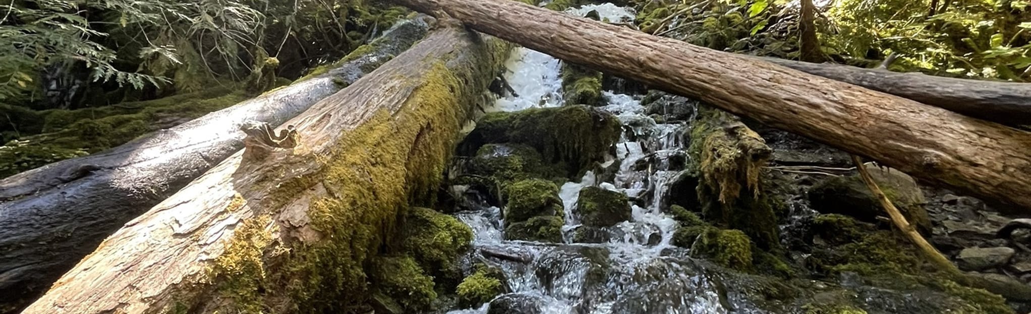 Proxy Falls Loop Trail: 946 Reviews, Map - Oregon | AllTrails