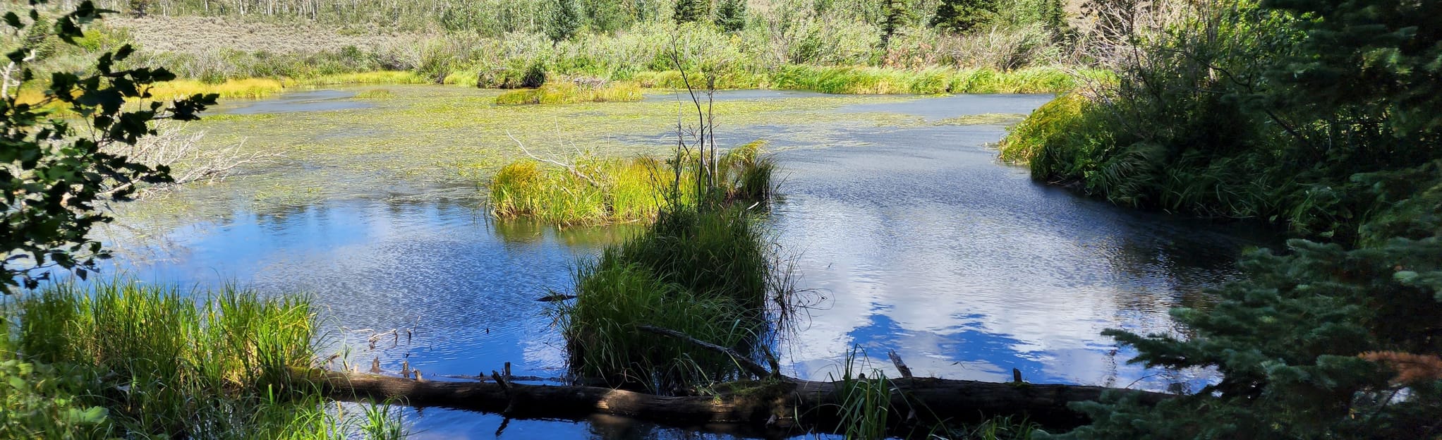 Moose, Van Loop, Pole Creek Loop, Wyoming - 23 Reviews, Map | AllTrails