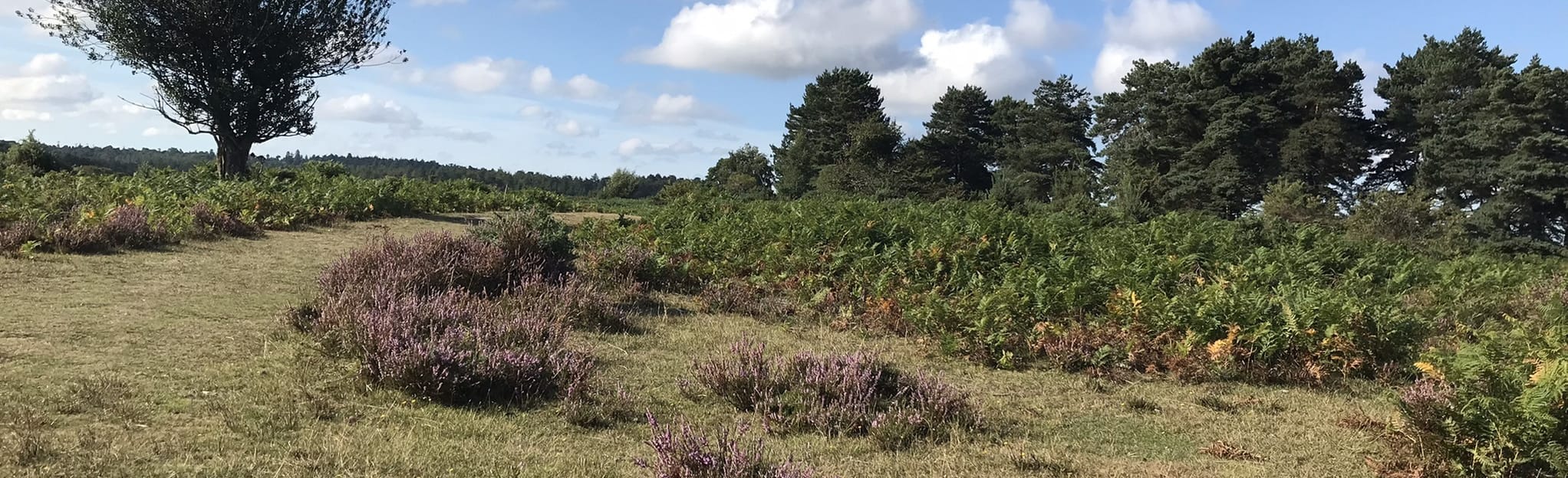 Stoney Cross and Stag Park Circular: 33 Reviews, Map - Hampshire ...