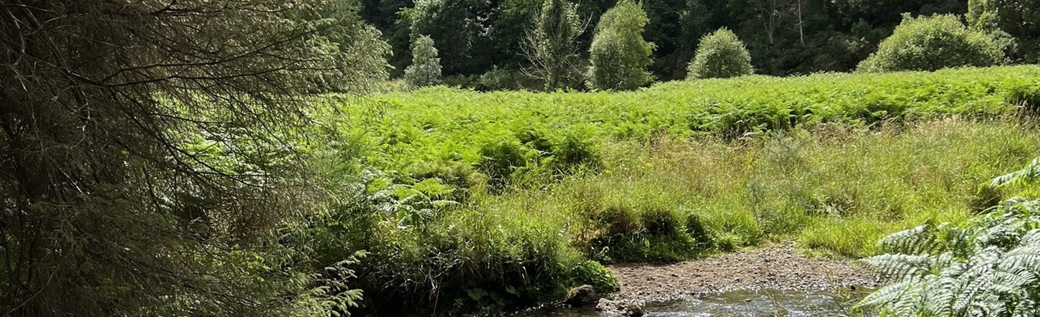 Maryculter Woods Short Circular: 30 Reviews, Map - Aberdeen, Scotland ...