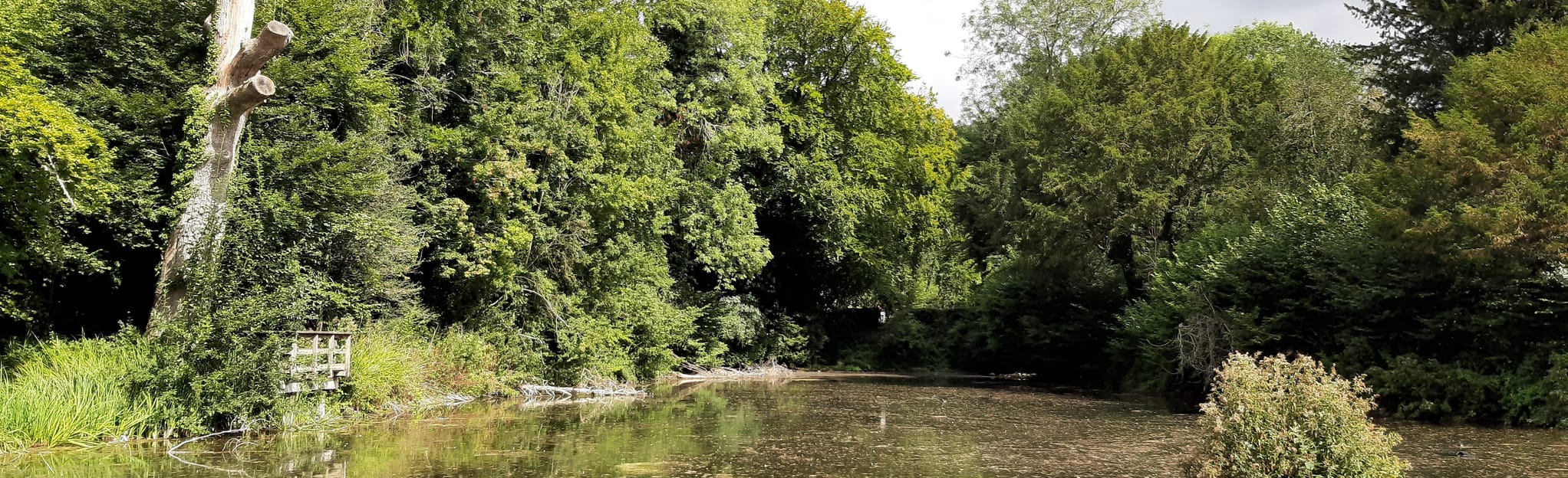 Shere to Silent Pool, Surrey, England - 66 Reviews, Map | AllTrails
