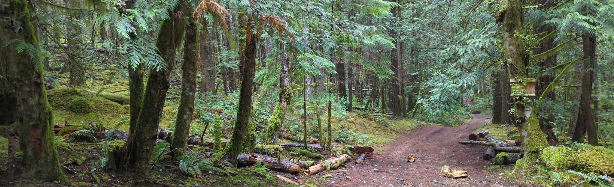 Children's Forest via Grandmother Grove, British Columbia, Canada - 10 ...