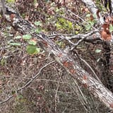 Wolf Pen Creek Park Trails, Texas - 183 Reviews, Map | AllTrails