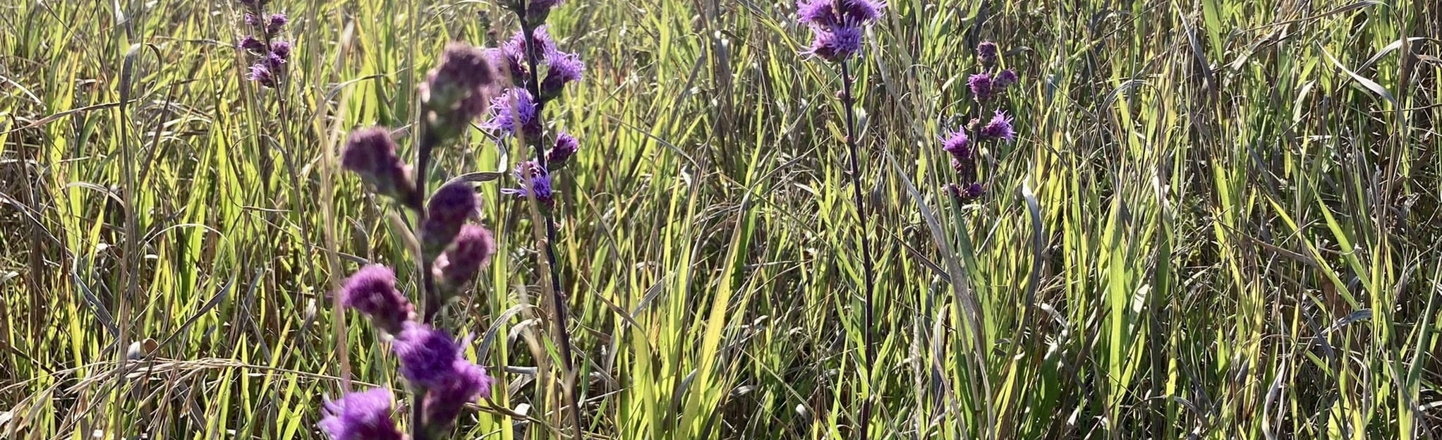 North Country Trail: Fergus Falls Loop: 6 Reviews, Map - Minnesota ...