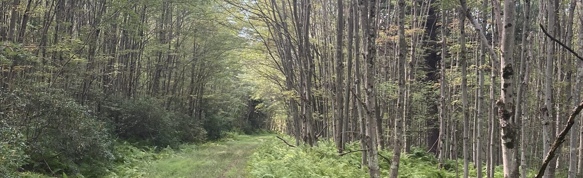 McCall Field, McCall Mountain, Fredricks Gap, and Black Gap Road Trail ...