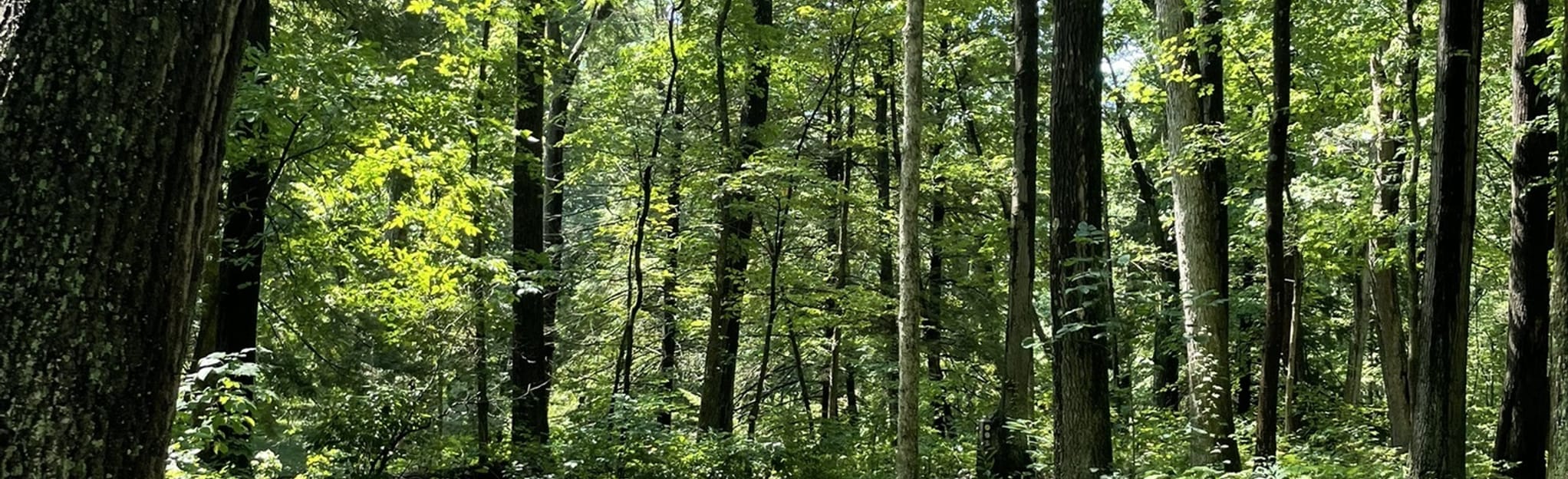 Oak Openings Ridge Trail: 265 Reviews, Map - Ohio | AllTrails