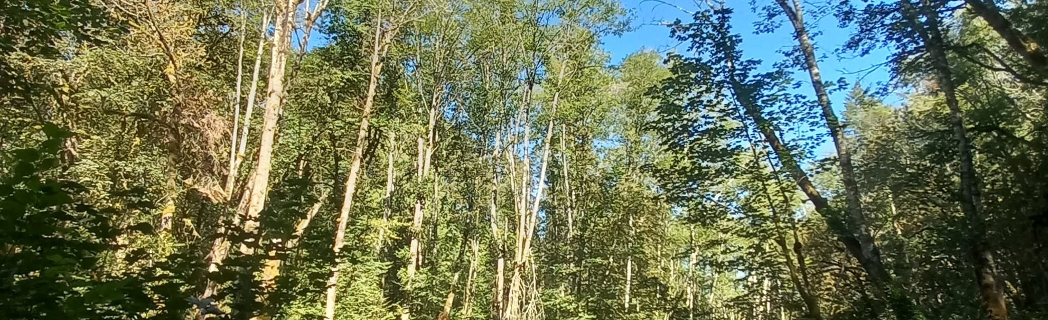 Old Main, Iron Mountain, and Cedar Trails, Oregon - 215 Reviews, Map ...