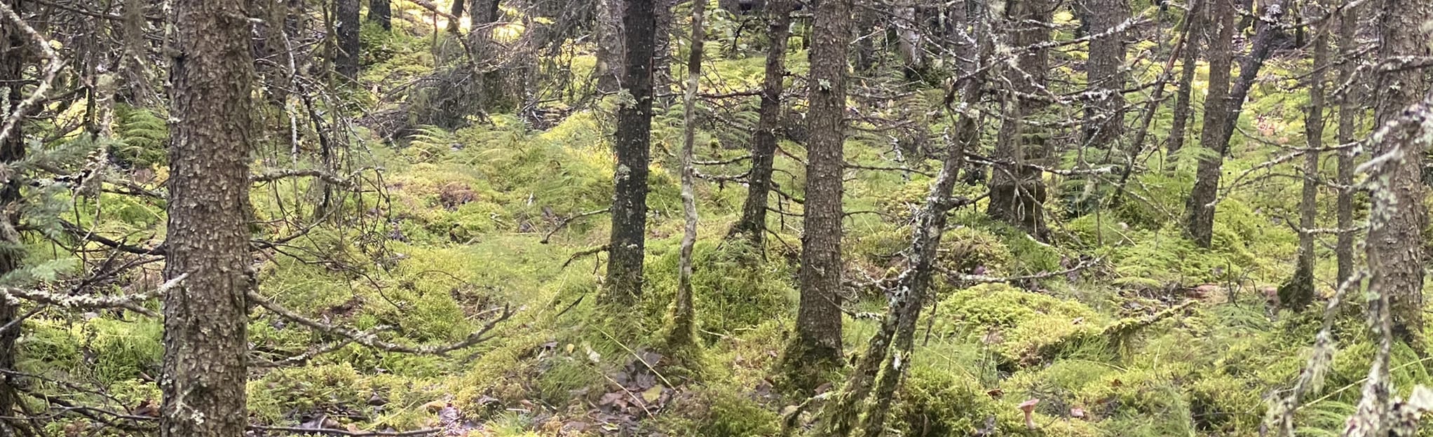 Mirror Lake and Edmond Lake: 144 Reviews, Map - Alaska | AllTrails