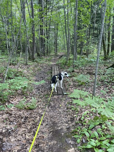 Best Hikes and Trails in Big Ravine Nature Preserve | AllTrails