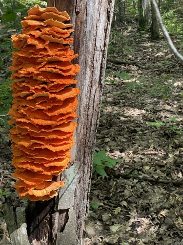 Best Hikes and Trails in Big Ravine Nature Preserve | AllTrails