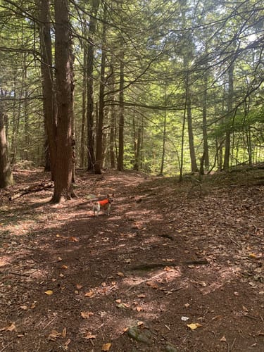 Best Hikes and Trails in Bear Swamp | AllTrails