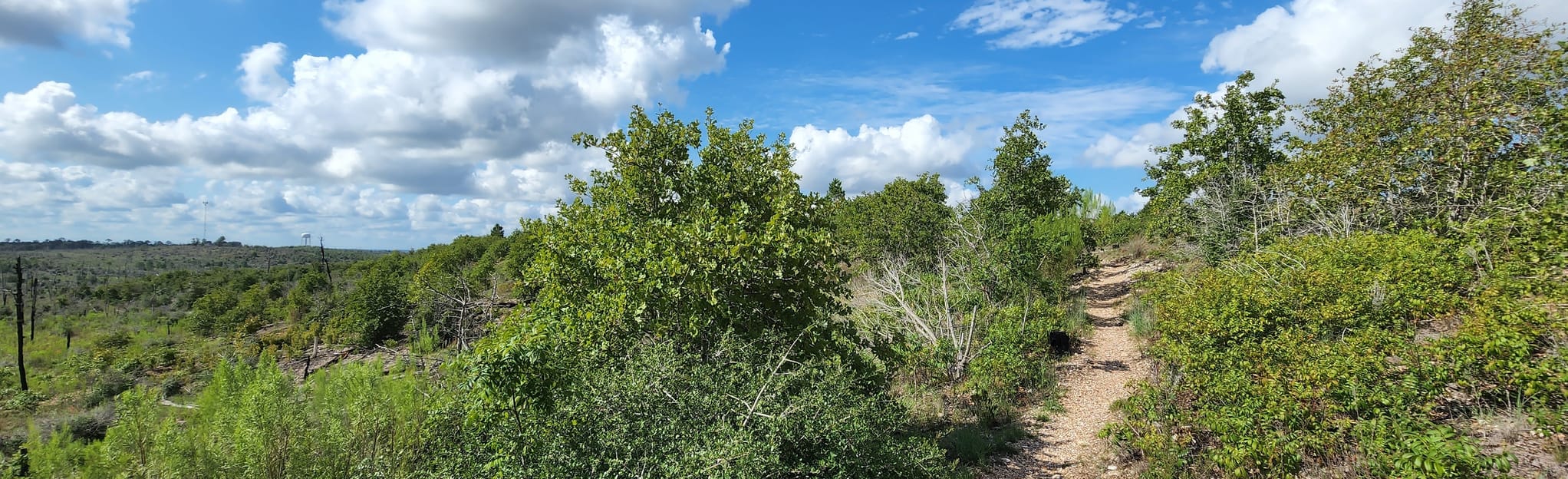 Lost Pines Trail: 576 Reviews, Map - Texas | AllTrails